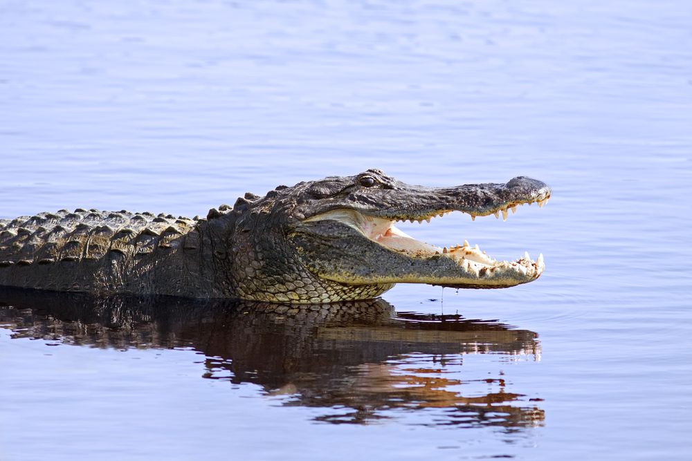 Animals Native to Florida Wetlands - Grape Hammock Airboat Tours